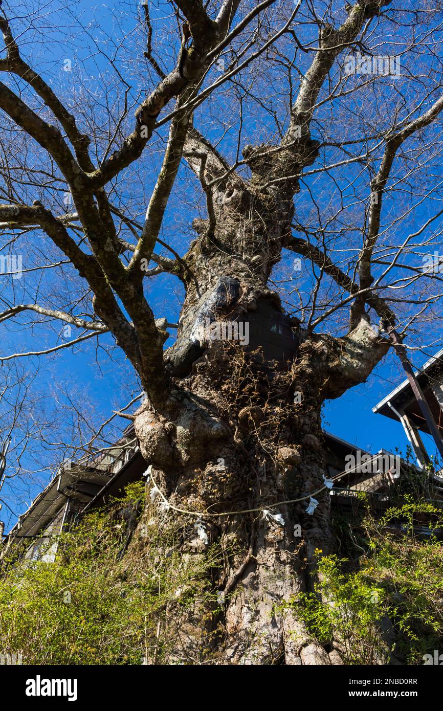 Sacred tree, Giant zelkova tree(600 years old), National natural ...