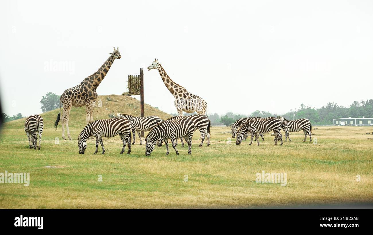 Group of wild zebras, giraffe eating grass in safari zoo park. Flock of ...