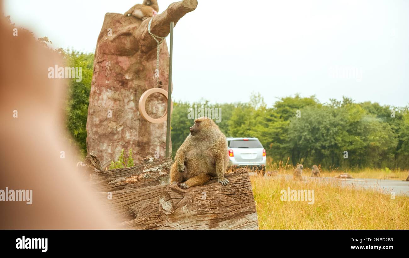 Macac hi-res stock photography and images - Alamy