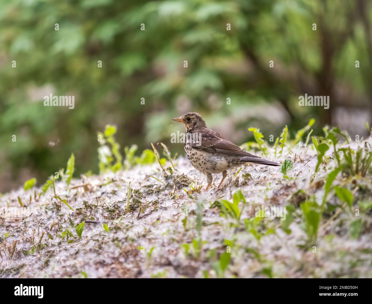 Wood bird Fieldfare on a spring lawn. Fieldfare, Turdus pilaris. Close ...