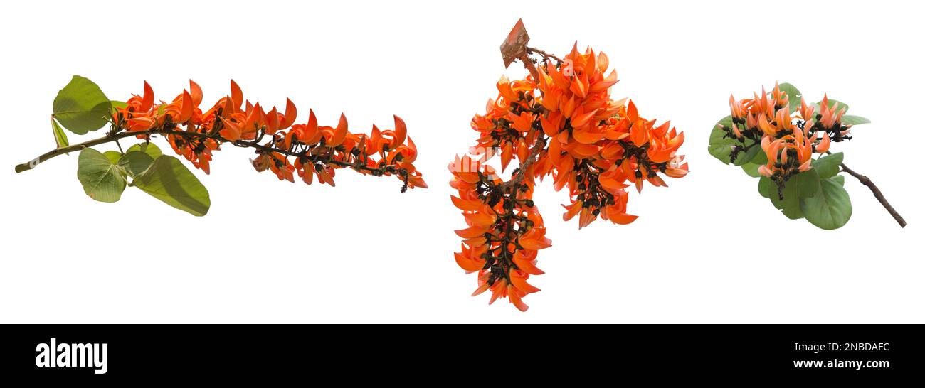 Butea monosperma is a species of Butea native to tropical and sub ...