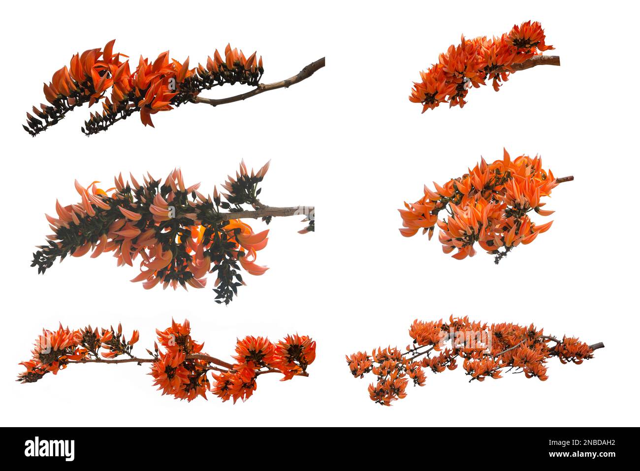 Butea monosperma is a species of Butea native to tropical and sub ...