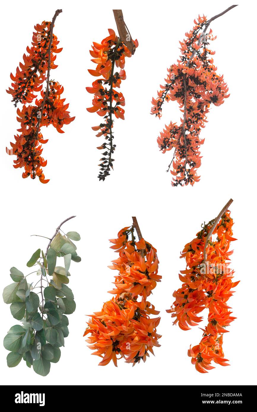 Butea monosperma is a species of Butea native to tropical and sub ...