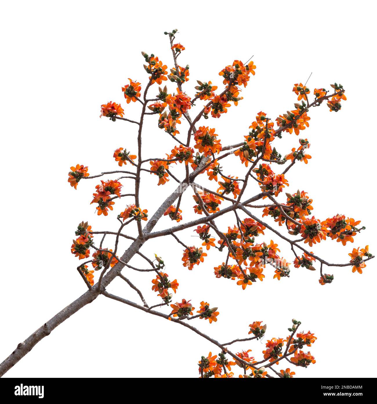 brunch of tree isolated on white background.flower isolated on white ...