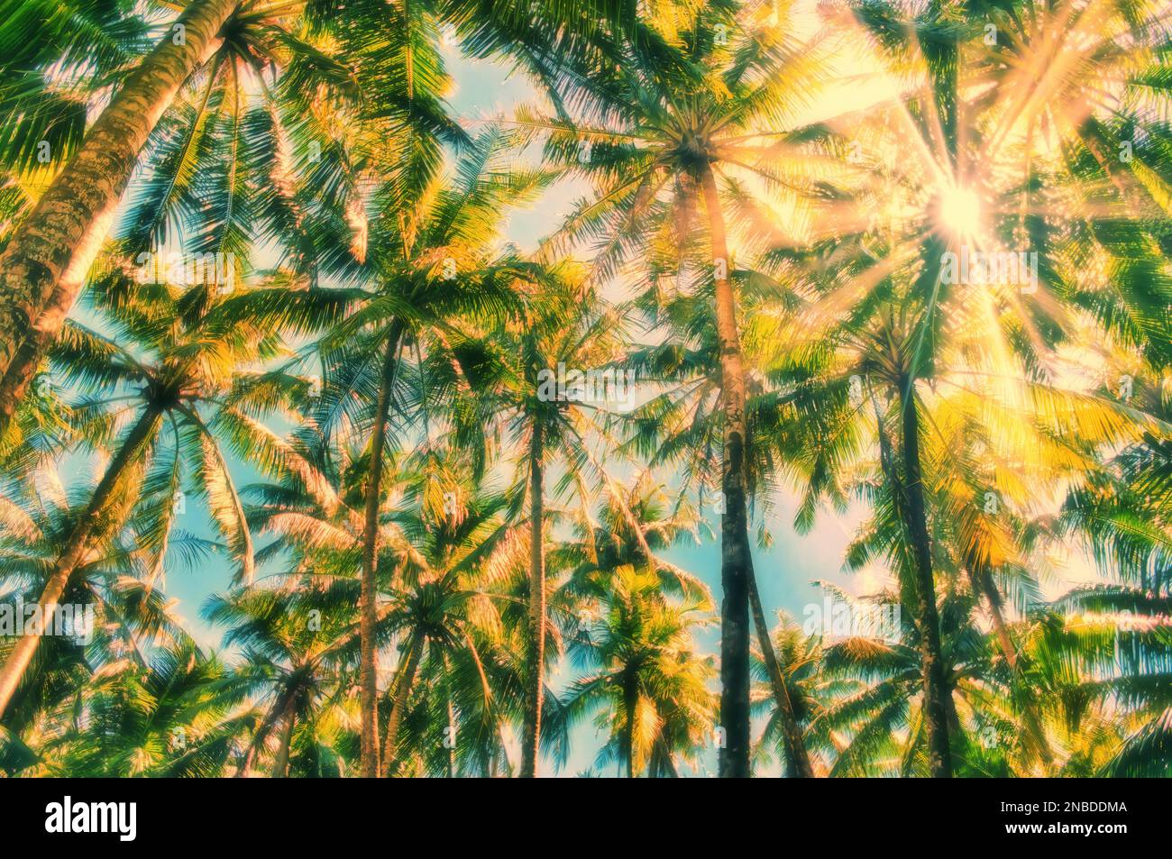 Sun shining through rainforest hi-res stock photography and images - Alamy