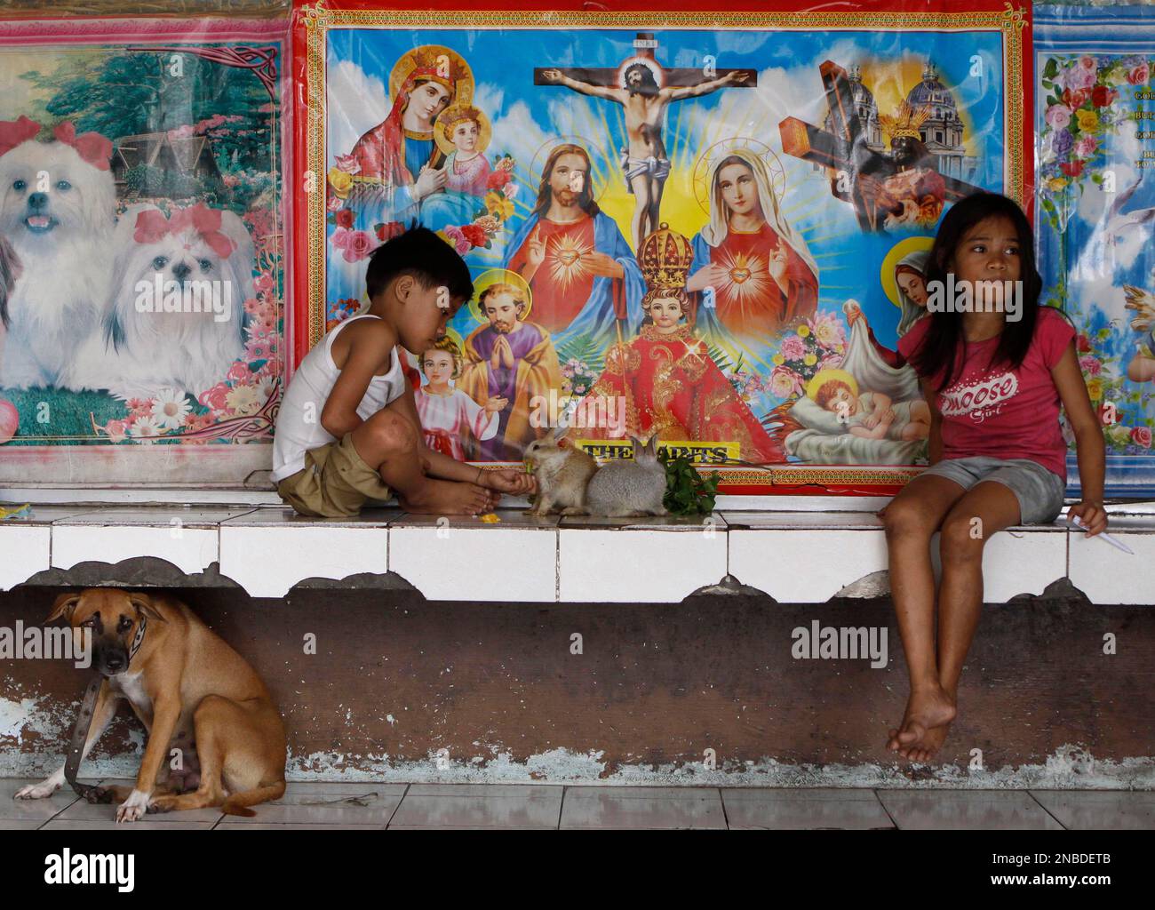 A Filipino boy feeds his pet rabbits in front of posters of religious ...