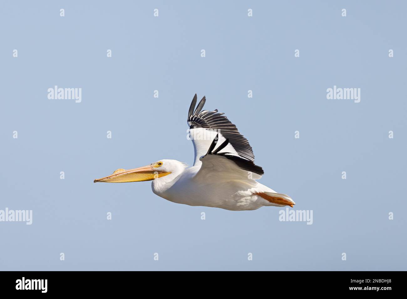 American white pelicans (Pelecanus erythrorhynchos) migrating up the ...