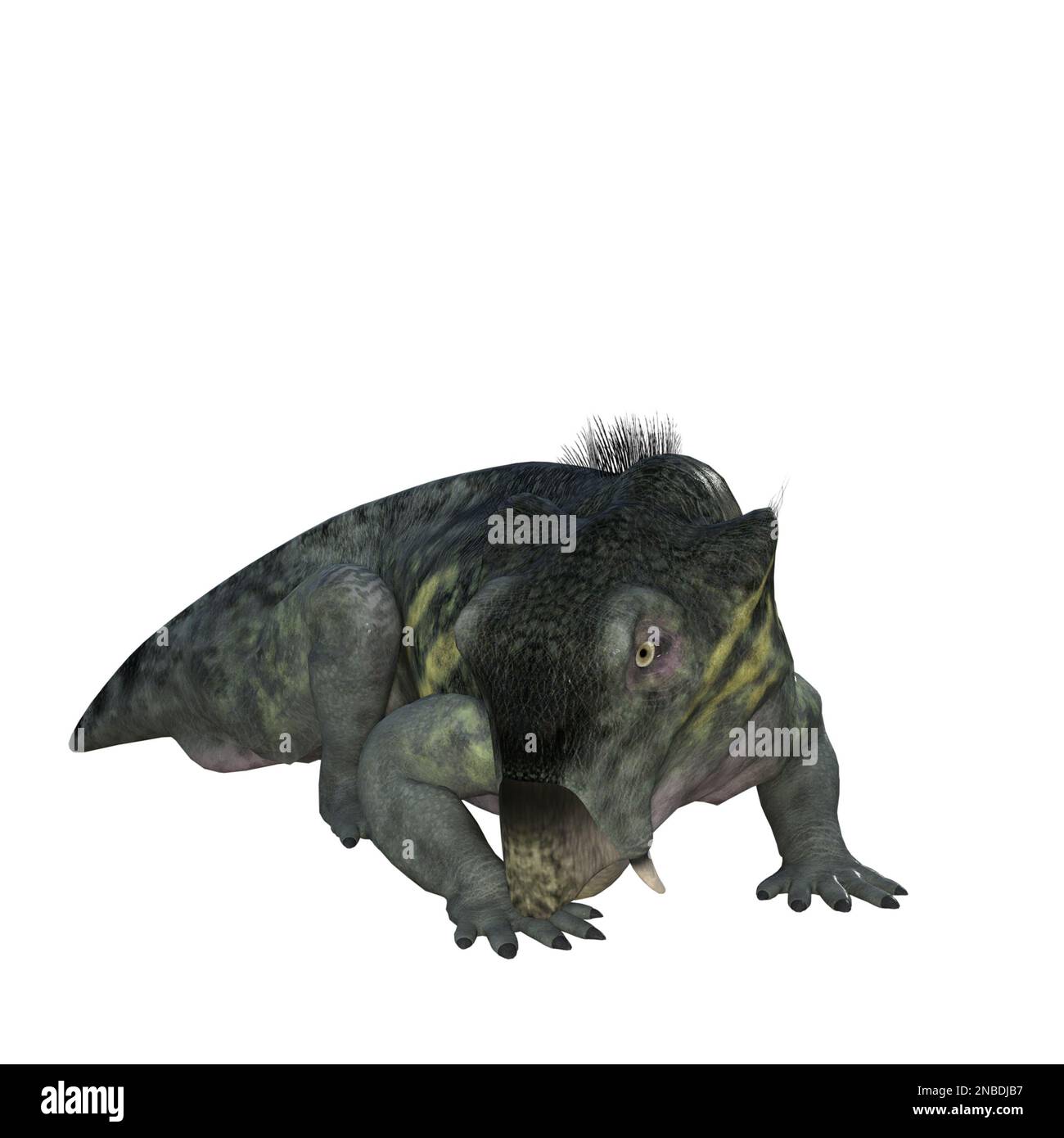 Lystrosaurus from the Permian era 3D illustration Stock Photo - Alamy