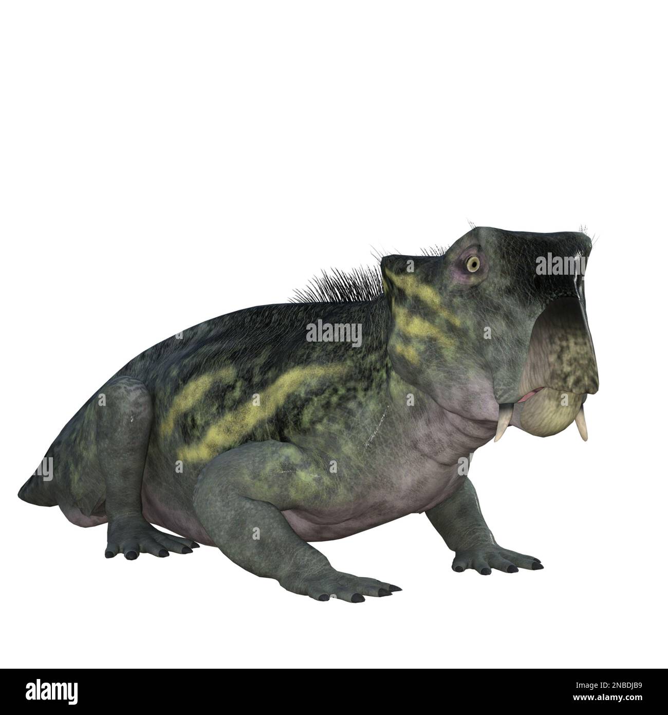 Lystrosaurus from the Permian era 3D illustration Stock Photo - Alamy