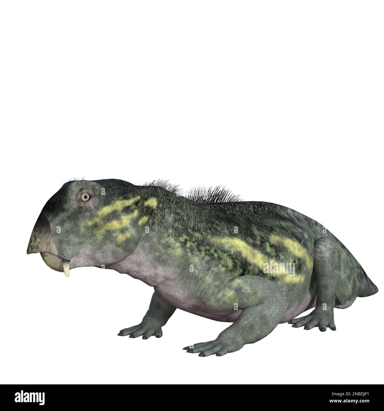 Lystrosaurus from the Permian era 3D illustration Stock Photo - Alamy