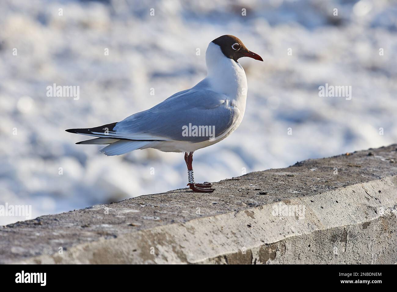 A seagull stands on a gray concrete parapet Stock Photo - Alamy