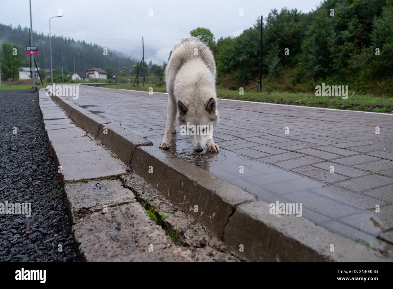 A large white dog drinks water from a puddle. The dog looks like a wolf ...