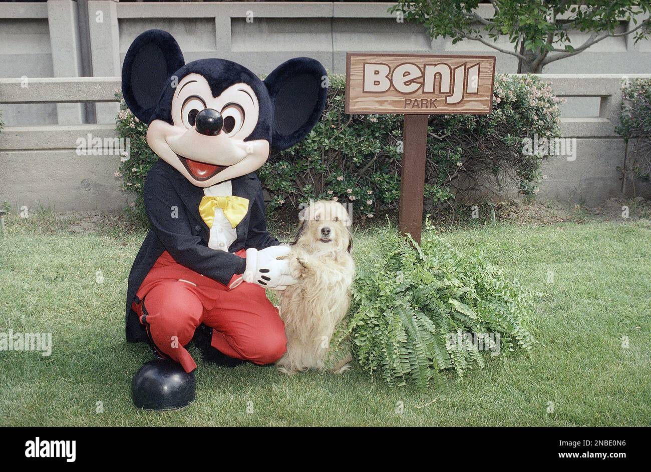 Mickey Mouse welcomes canine star Benji into the Disney family at the ...