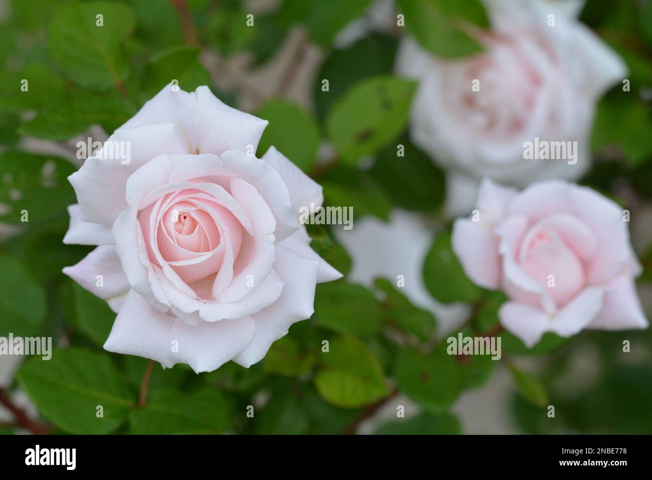 Elegant, pretty, sweetly fragrant pale pink roses Stock Photo - Alamy