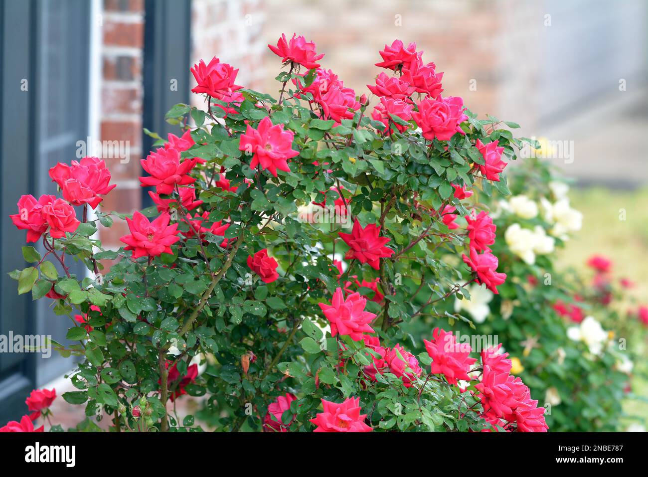 Elegant, pretty, fragrant fluorescent red roses Stock Photo - Alamy