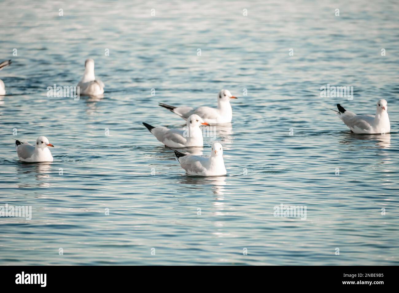 A flock of seagulls fly, fishing and swim in the sea. Warm sunset sky ...