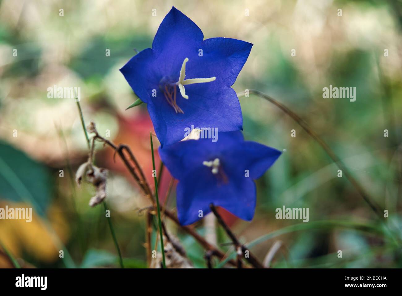A close-up shot of Bell peach (Campanula persicifolia) flowers in the ...