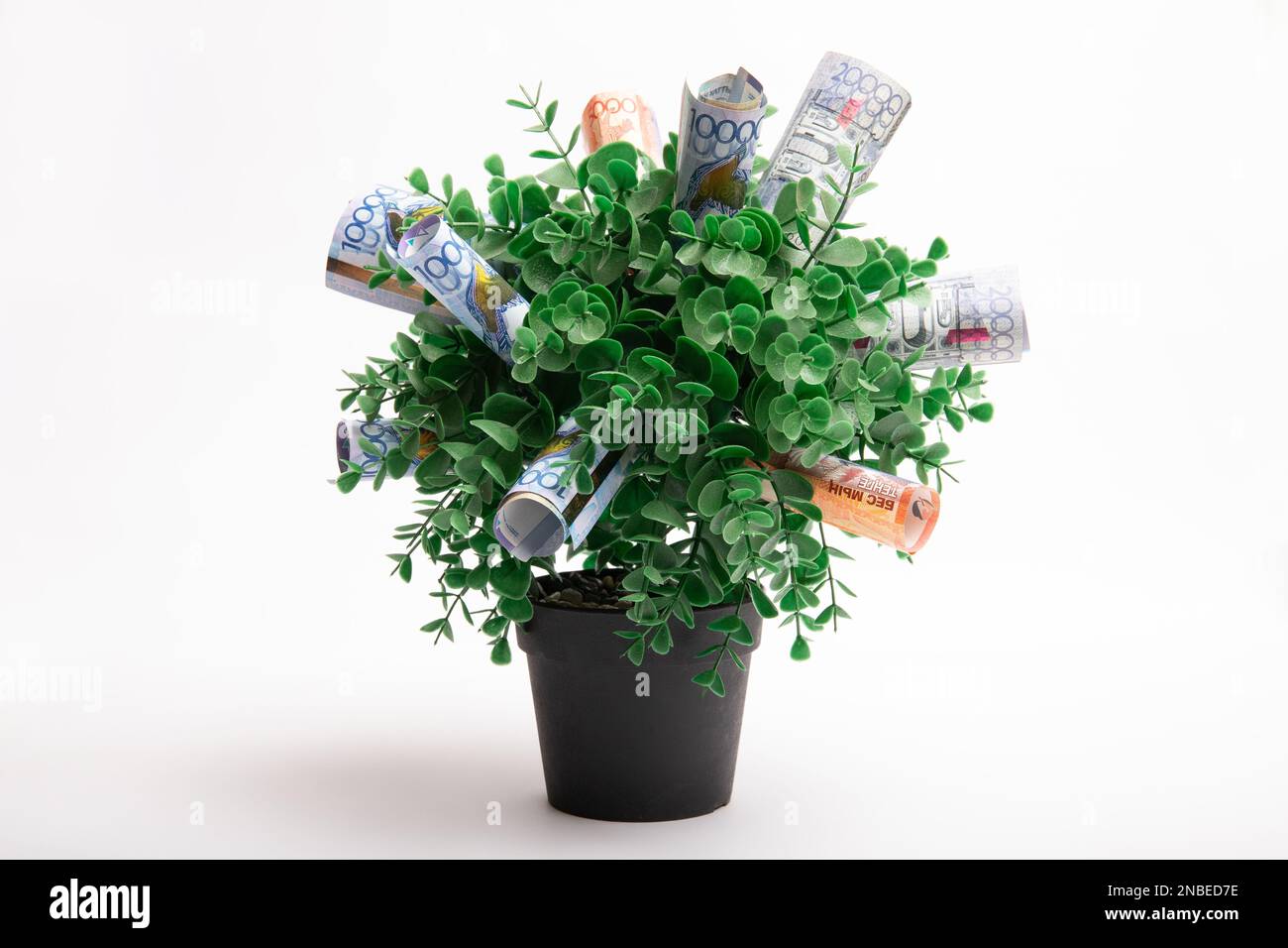 Money tree with large denominations of Kazakh money tenge on a white ...