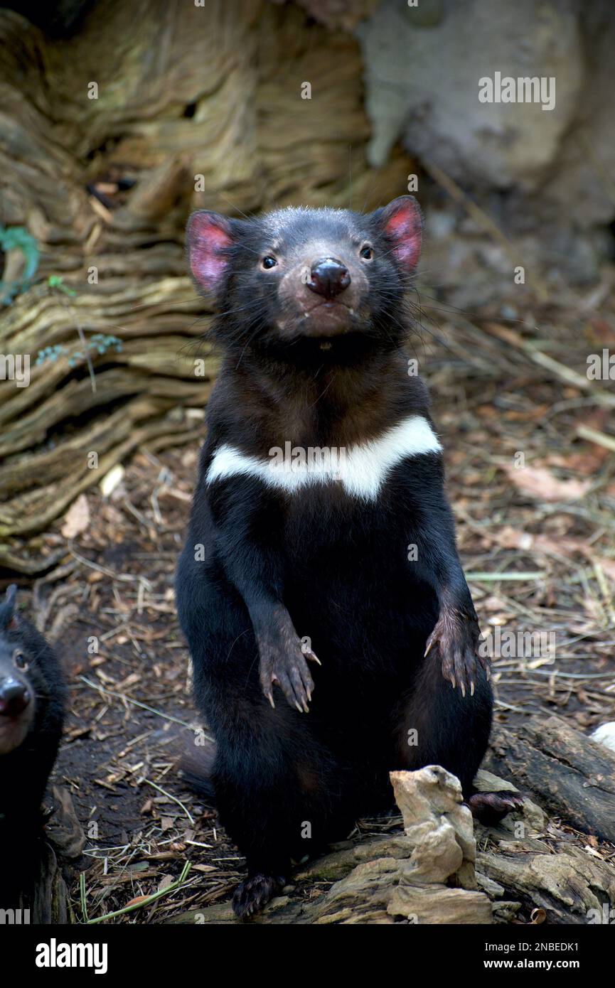 Tasmanian devil in tasmania australia hi-res stock photography and ...