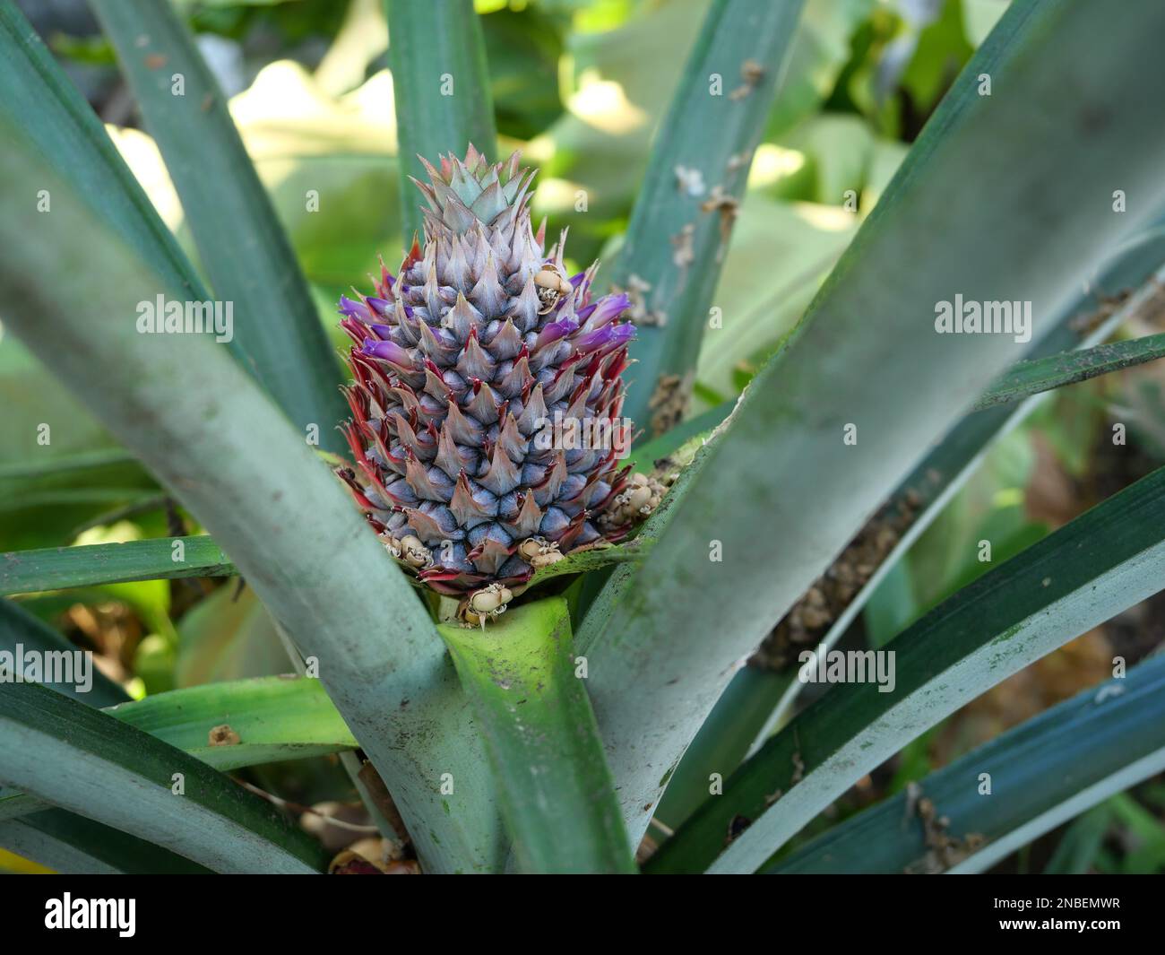 Pineapple blossom with green leaves in background, The purple petals of ...