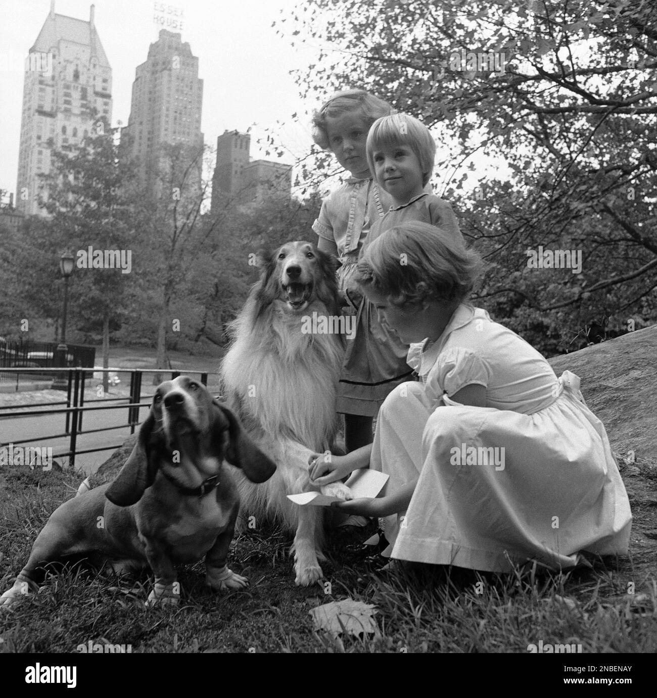 Three young sisters get Lassie’s paw-tograph from Lassie in Central ...