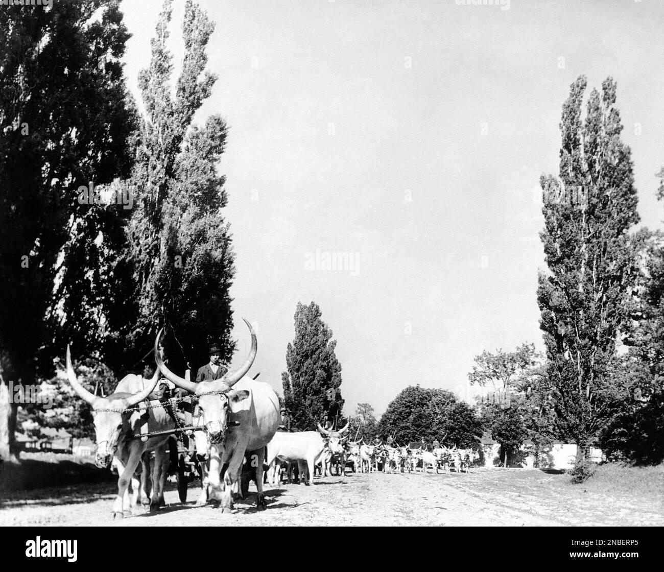 Long-horned Hungarian cattle on one of the farms in western Hungary on ...