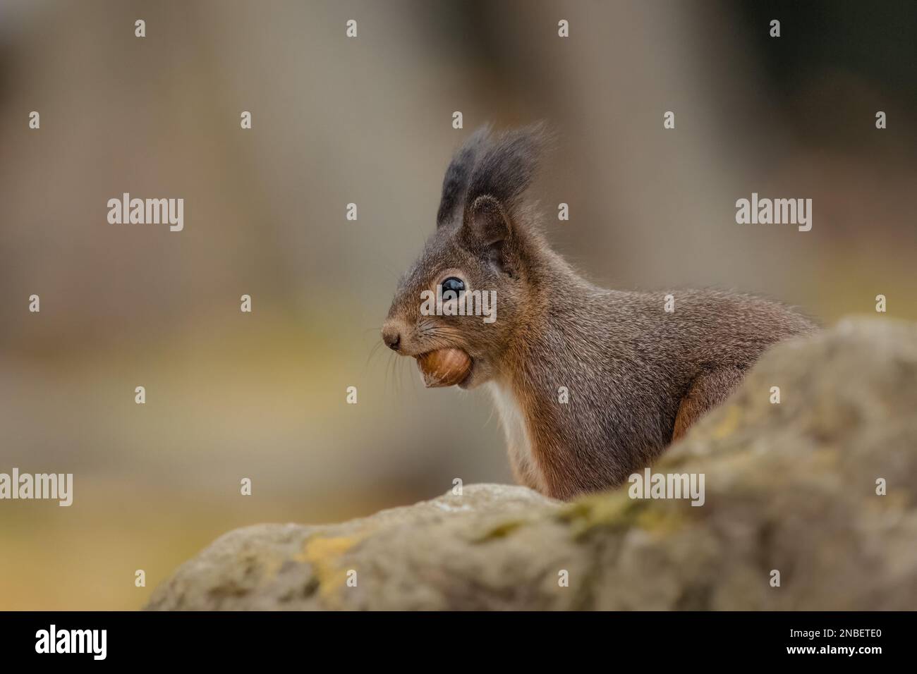 A close-up shot of a common squirrel veksha (Sciurus vulgaris) eating a ...
