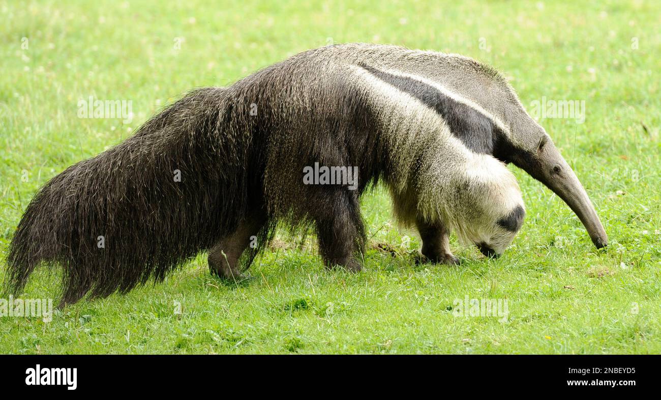 A Giant Anteater looks for food at the zoo in Dortmund, Germany ...