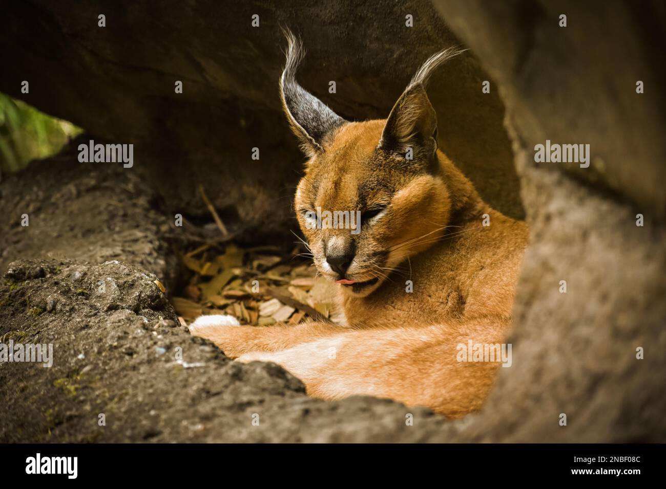 Middle east cat hi-res stock photography and images - Alamy