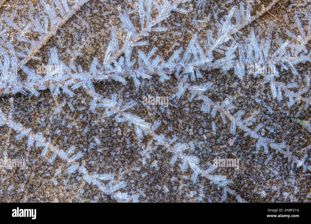 Close-up of frost textures on the leaf. Frost needles Stock Photo - Alamy