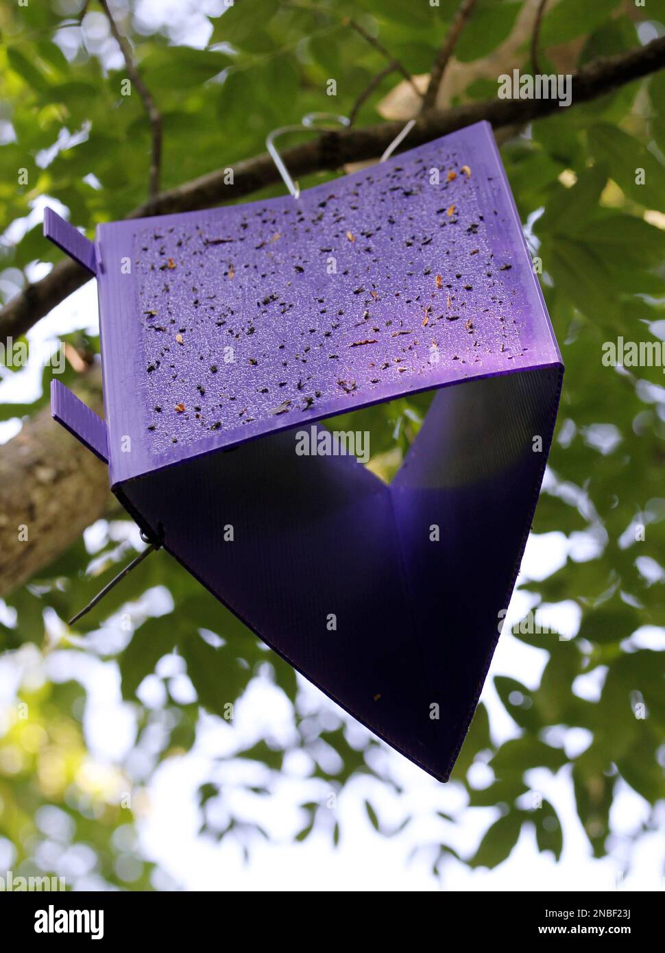 A trap for emerald ash borer beetles hangs in a tree in Moreau, N.Y ...