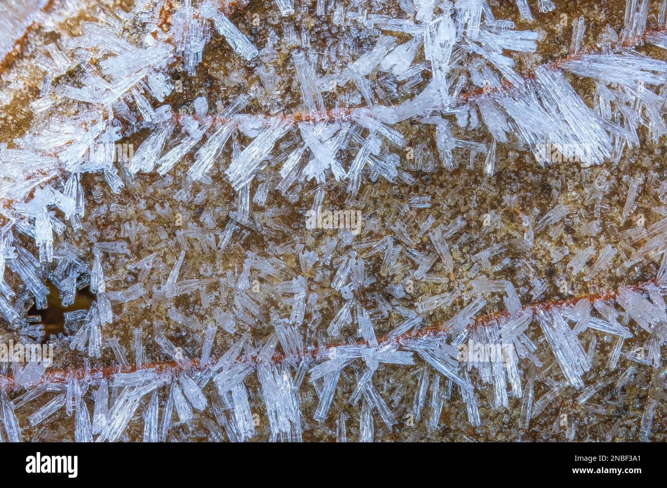 Close-up of frost textures on the leaf. Frost needles Stock Photo - Alamy