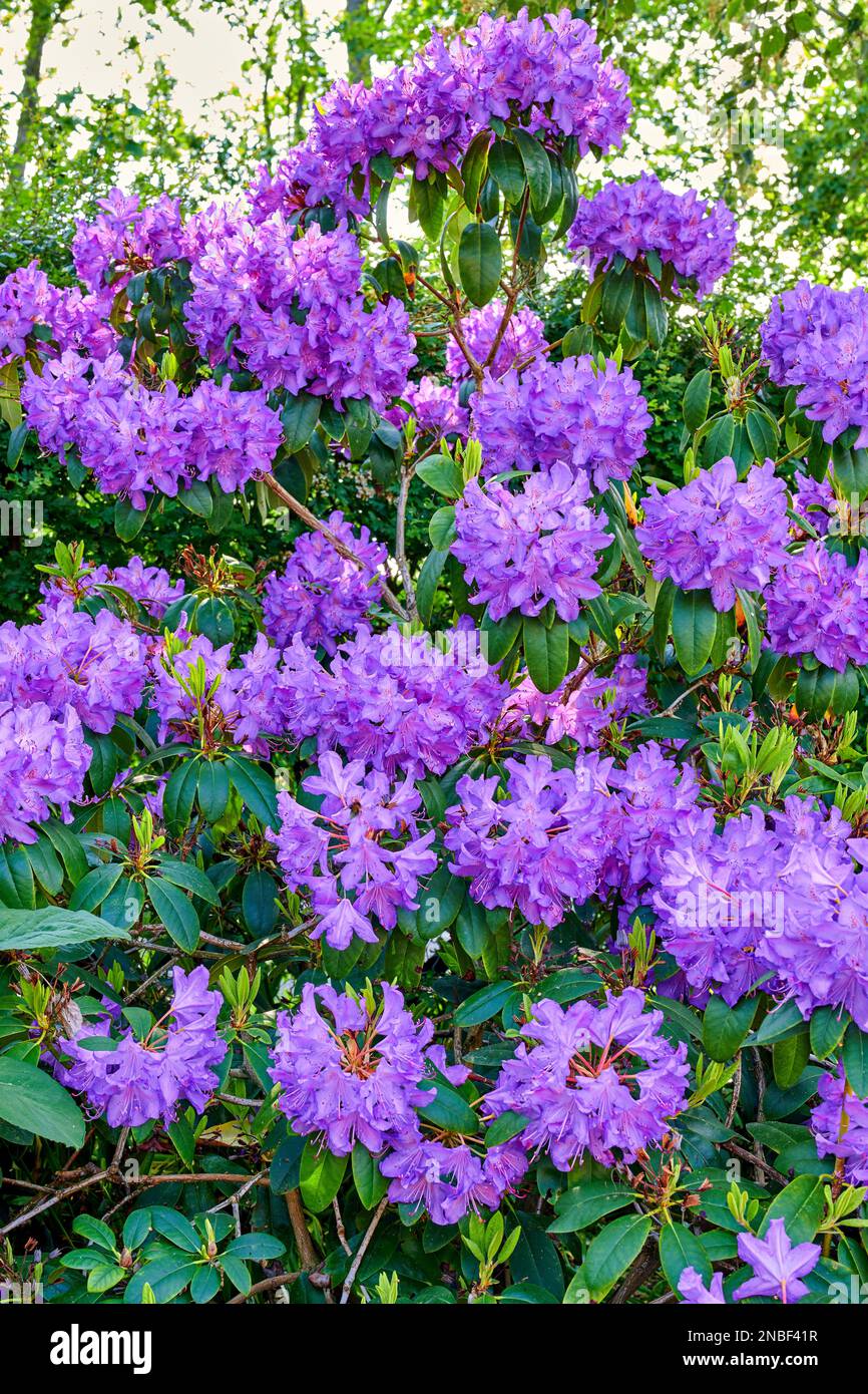 Purple Rhododendron Flowers. A series of Purple Rhododendron in my ...