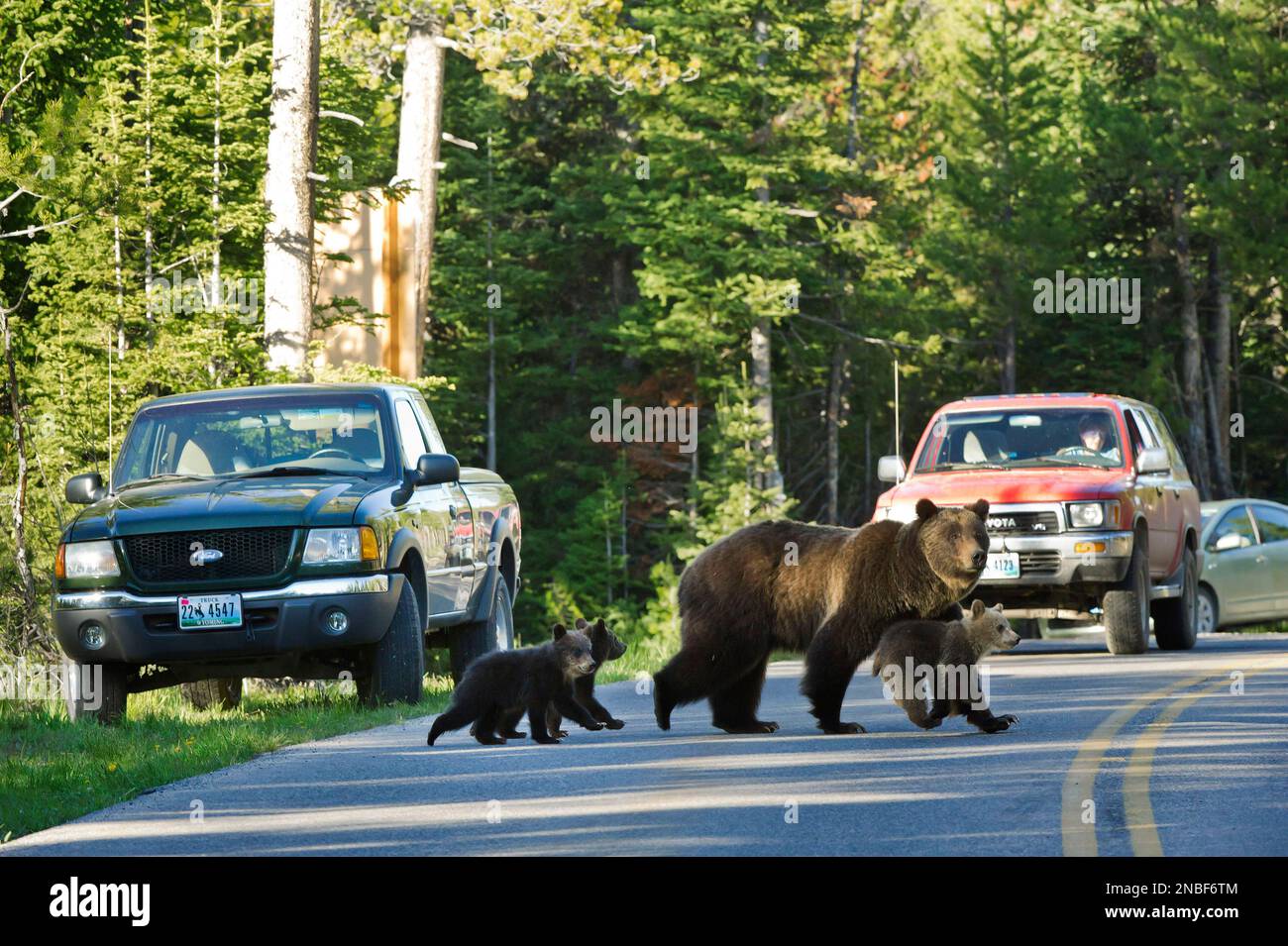 FILE - This June 2011 file photo shows Grizzly bear No. 399 crossing a ...