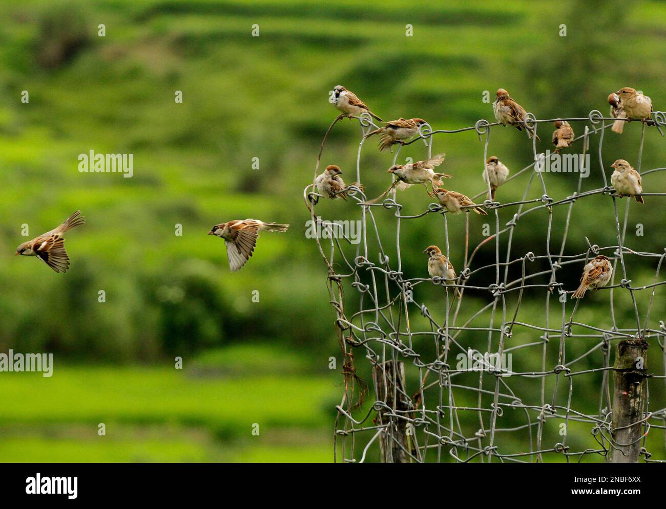 Sparrows fly past a wire mesh fence at a paddy field in Katmandu, Nepal ...