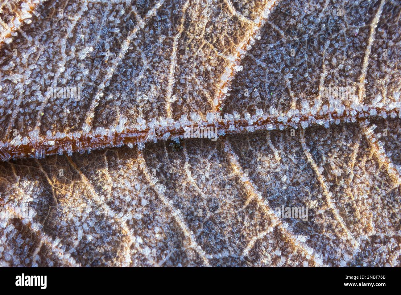 Close-up of frost textures on the leaf. Frost needles Stock Photo - Alamy