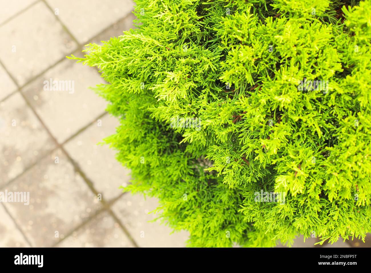 Green thuja tree branches texture background, tui tree and outdoor ...