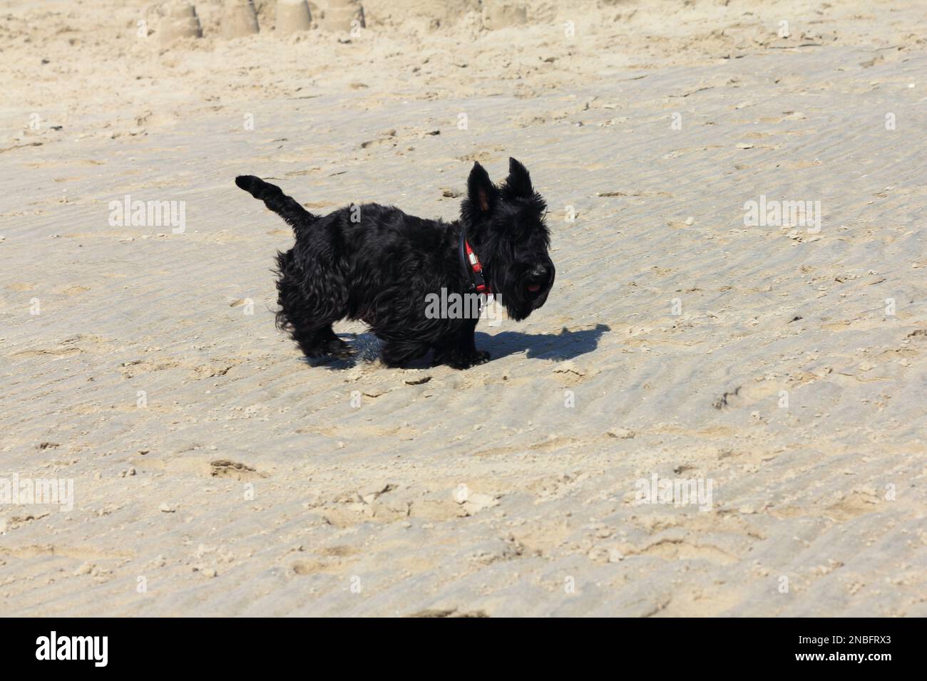 The Scottish Terrier (also known as the Aberdeen Terrier), popularly ...