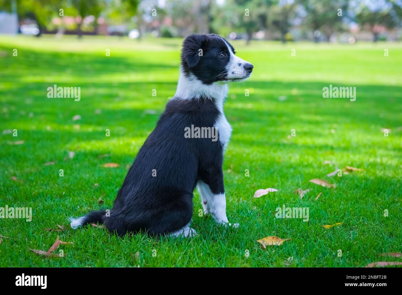 Black and white border collie puppy sitting on the grass in the park ...