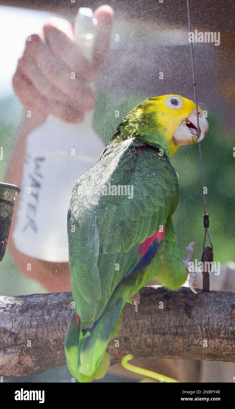 As temperatures hit triple digits, a zoo keeper at Henry Doorly Zoo in ...