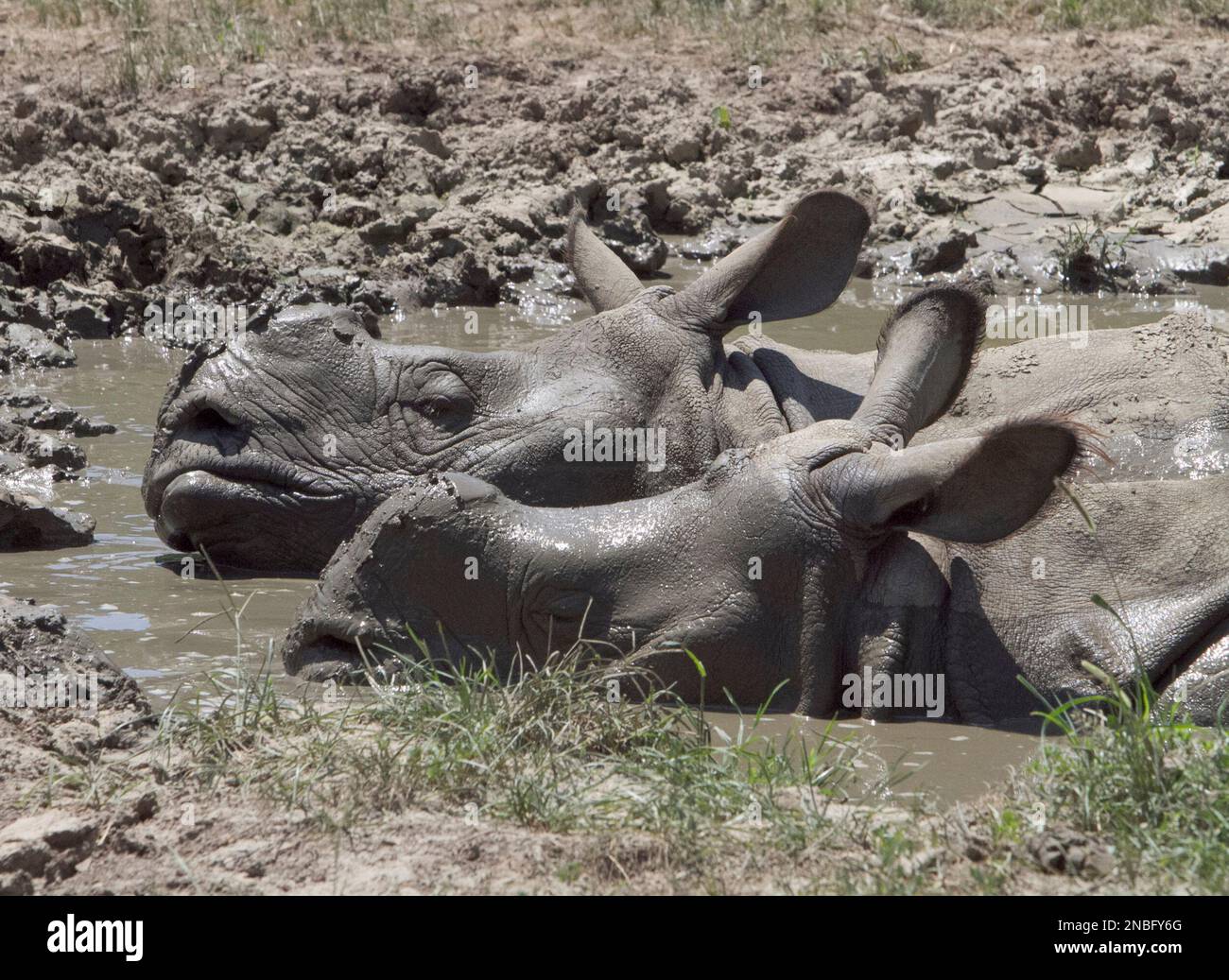 As temperatures reach three digits, Fitz and Jontu, the two Indian ...