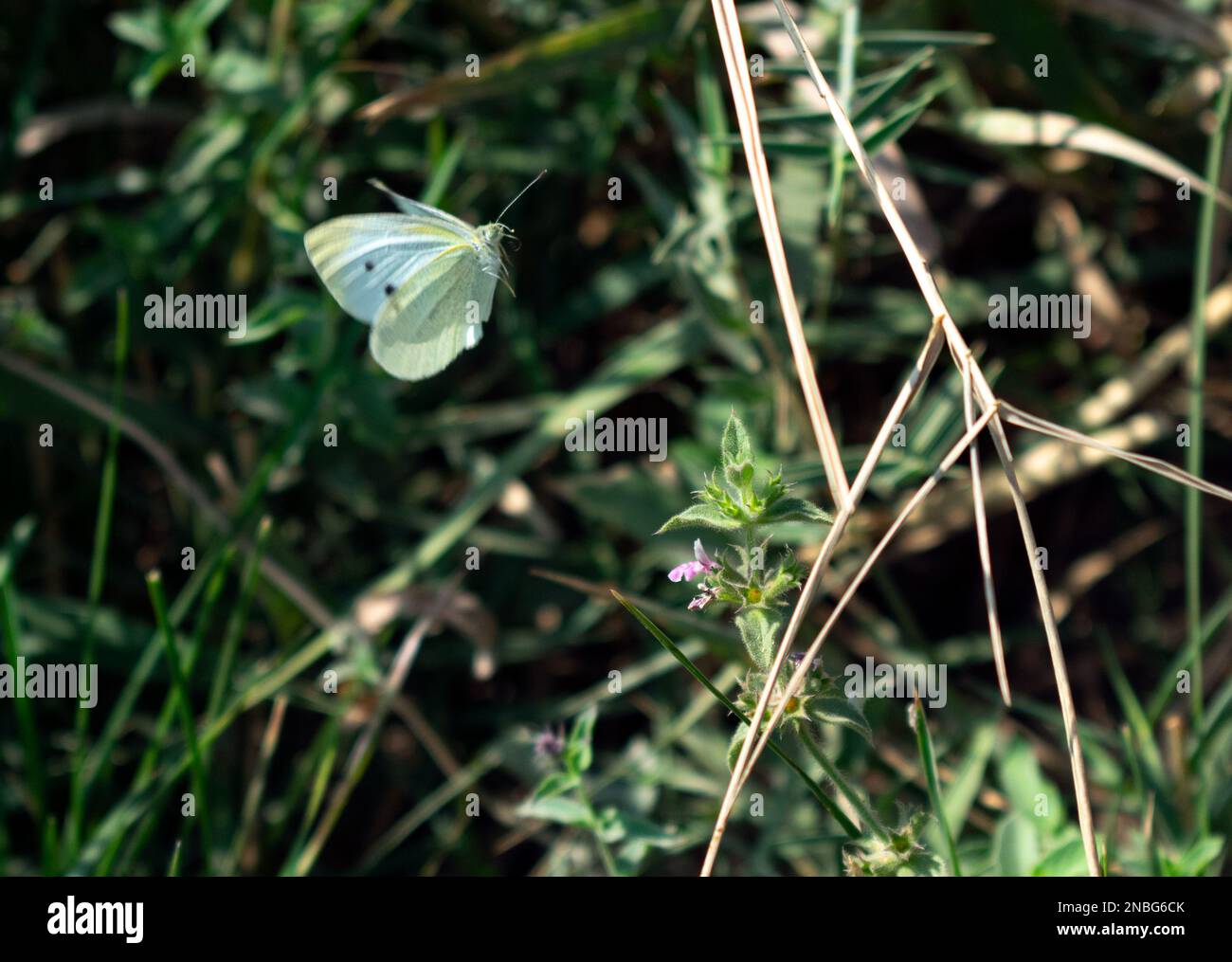 White butterfly in flight hi-res stock photography and images - Alamy