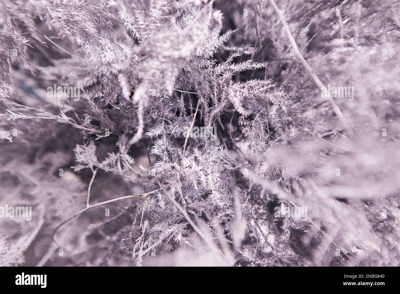 Sepia grey floral background of ferns, top view Stock Photo - Alamy