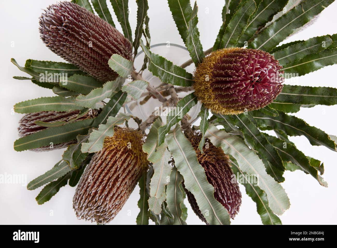 Top view of beautiful proteus flowers in vase Stock Photo - Alamy