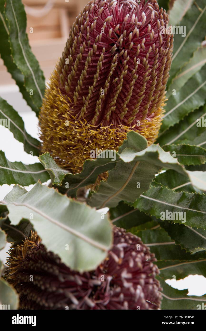 Close up of beautiful proteus flowers in vase Stock Photo - Alamy
