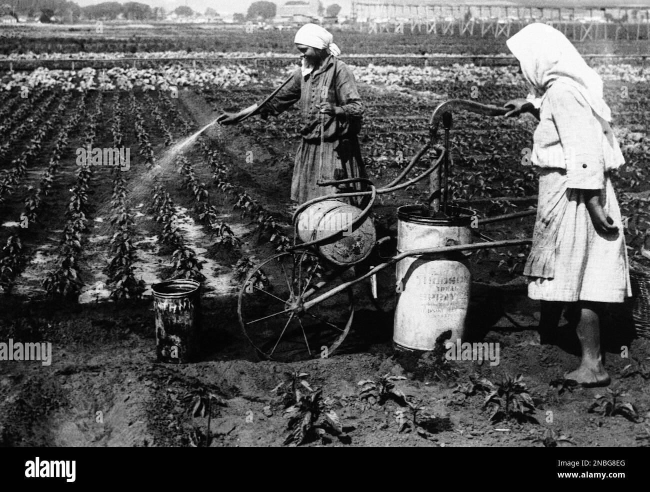 Spraying young plants with insecticide in the Kharkov District, in ...