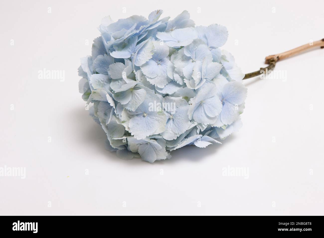 Floral background of light blue hydrangea Stock Photo - Alamy