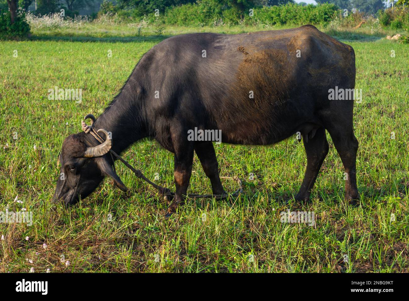 Buffalo in field village hi-res stock photography and images - Alamy