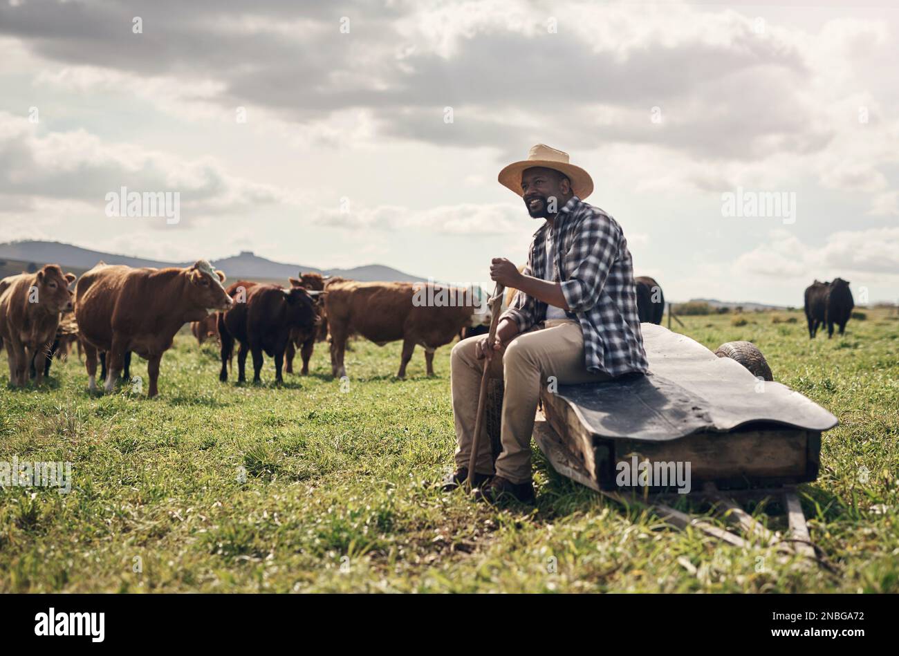 Man sitting on cow hi-res stock photography and images - Alamy