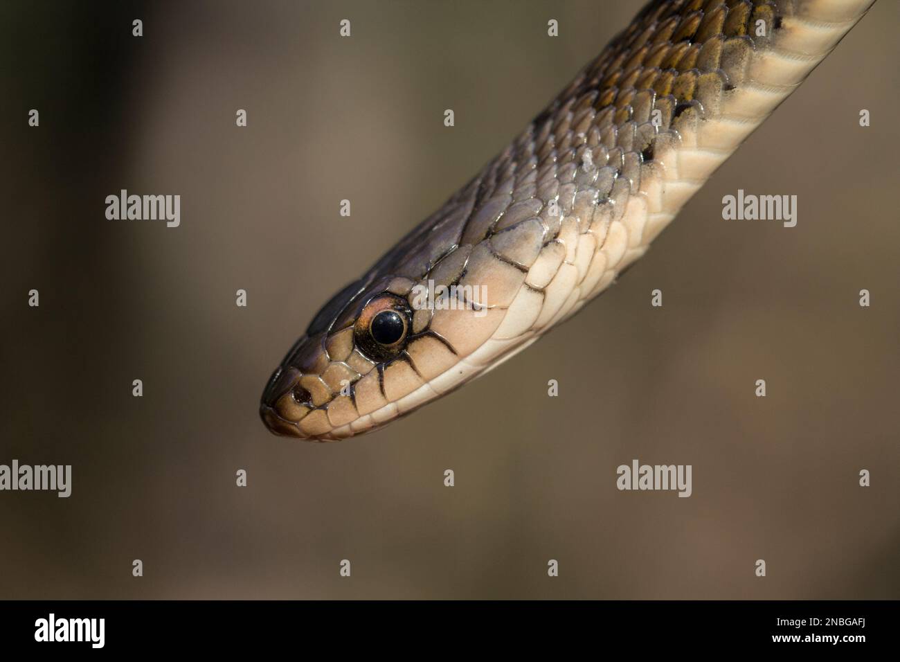 Australian snakes hi-res stock photography and images - Alamy
